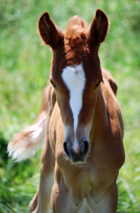 Azrar de l’Astran – Le Centre équestre du Cap Sizun – CEDFA